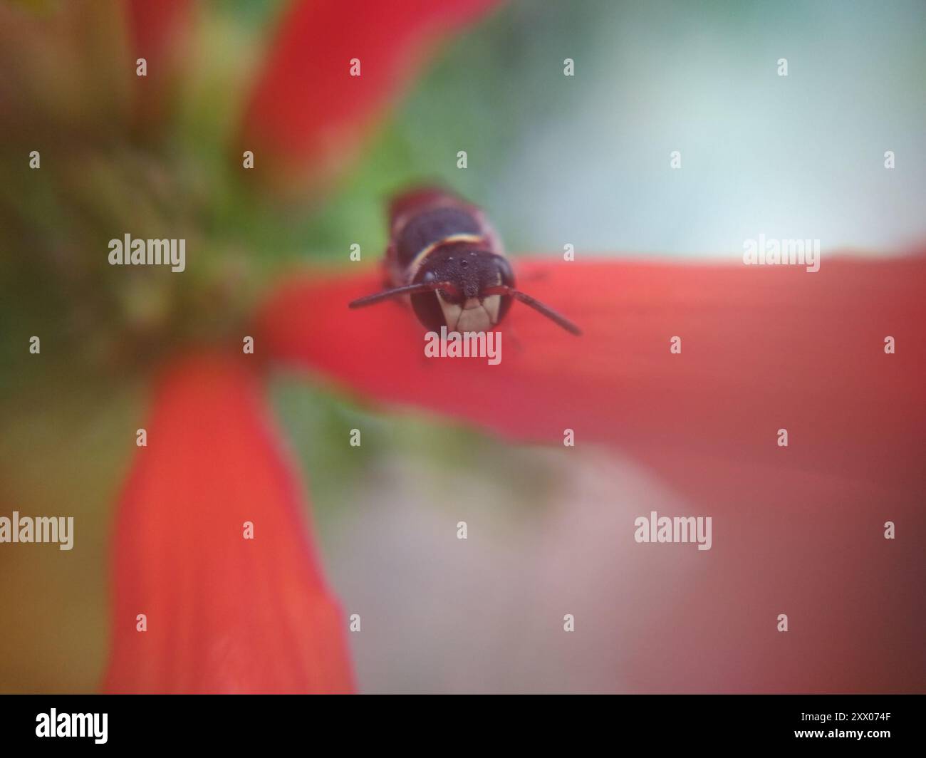 Masked Bees (Hylaeus) Insecta Stock Photo - Alamy