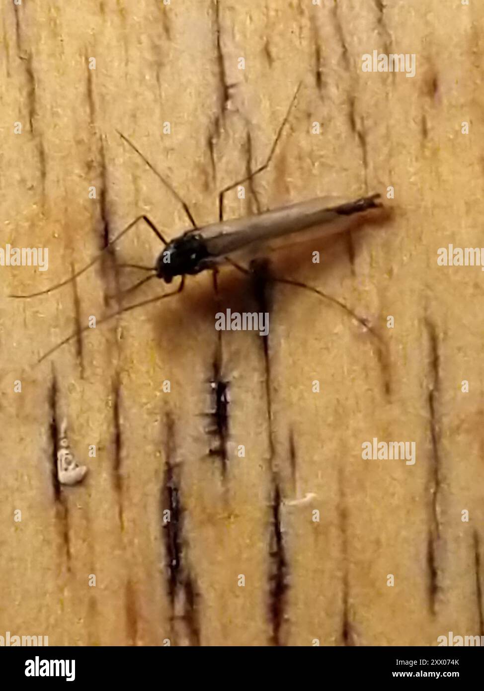 Non-biting Midges (Chironomidae) Insecta Stock Photo - Alamy