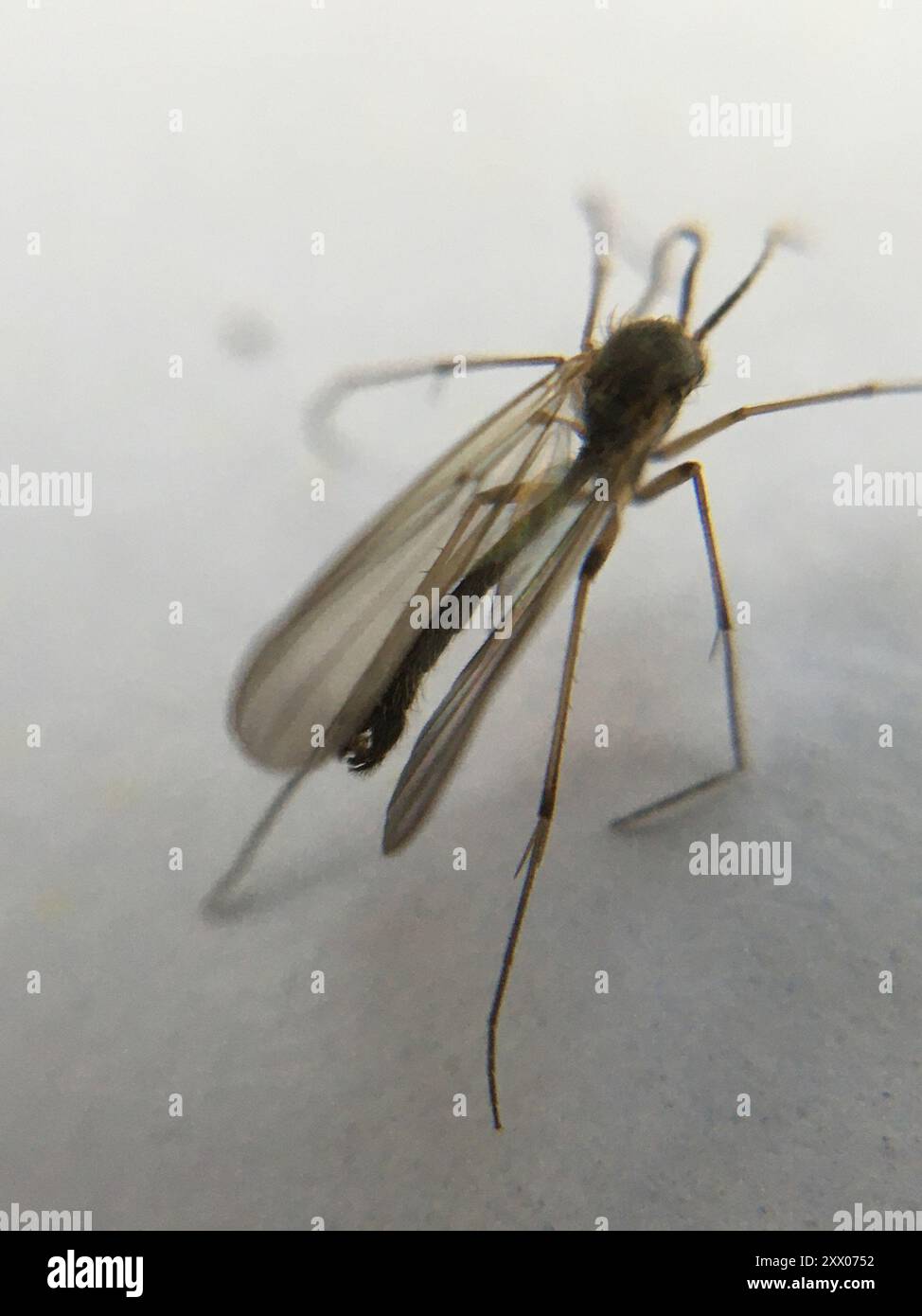 Non-biting Midges (Chironomidae) Insecta Stock Photo - Alamy