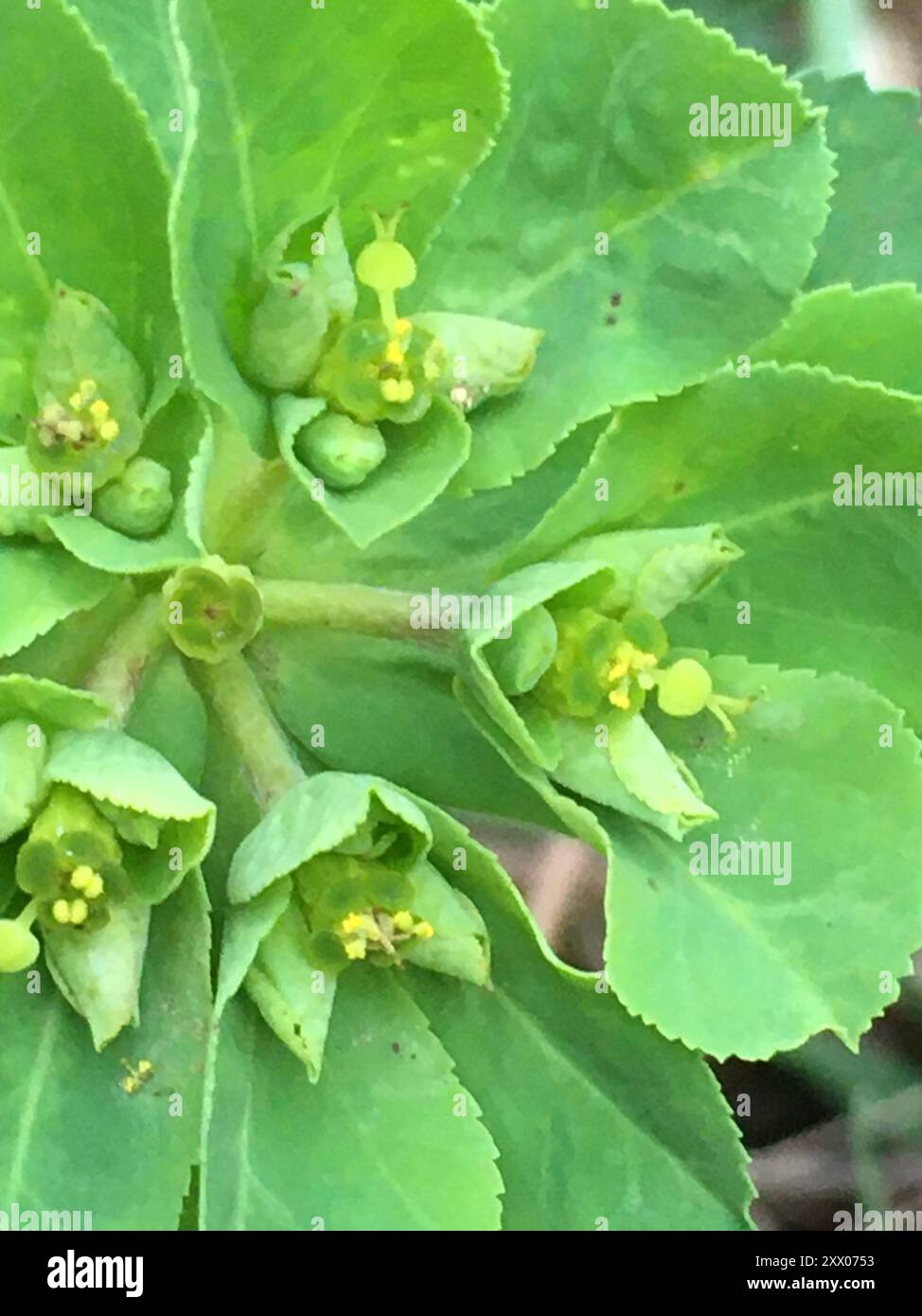 Sun spurge (Euphorbia helioscopia) Plantae Stock Photo - Alamy