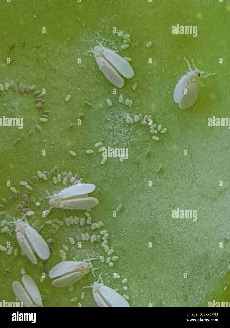Whiteflies (Aleyrodidae) Insecta Stock Photo - Alamy