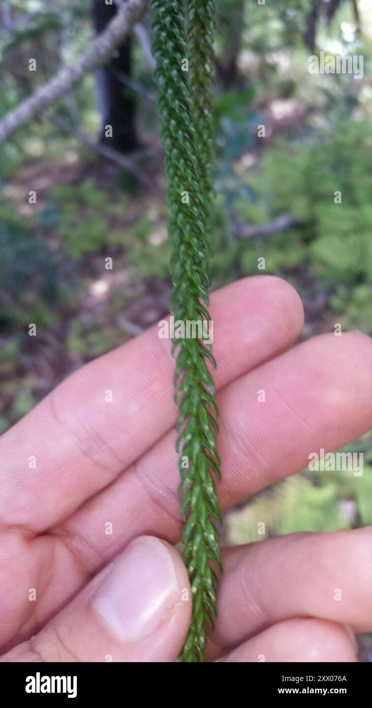 Cook pine (Araucaria columnaris) Plantae Stock Photo - Alamy