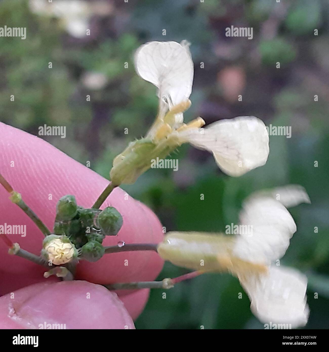 Jointed Charlock (Raphanus raphanistrum) Plantae Stock Photo - Alamy