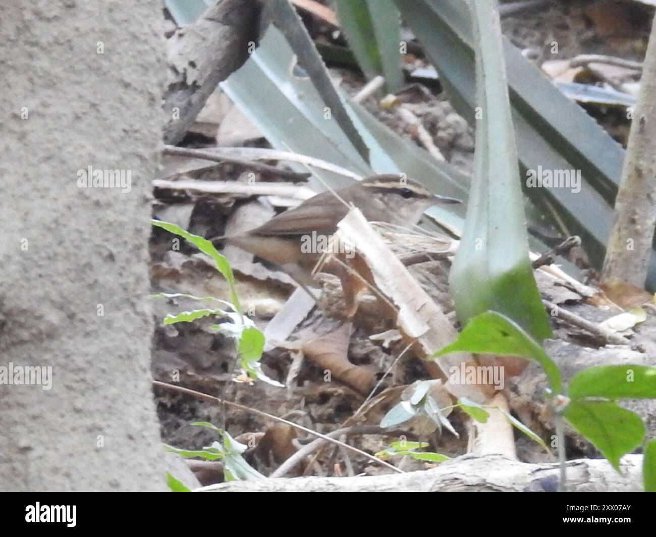 Urosphena squameiceps hi-res stock photography and images - Alamy