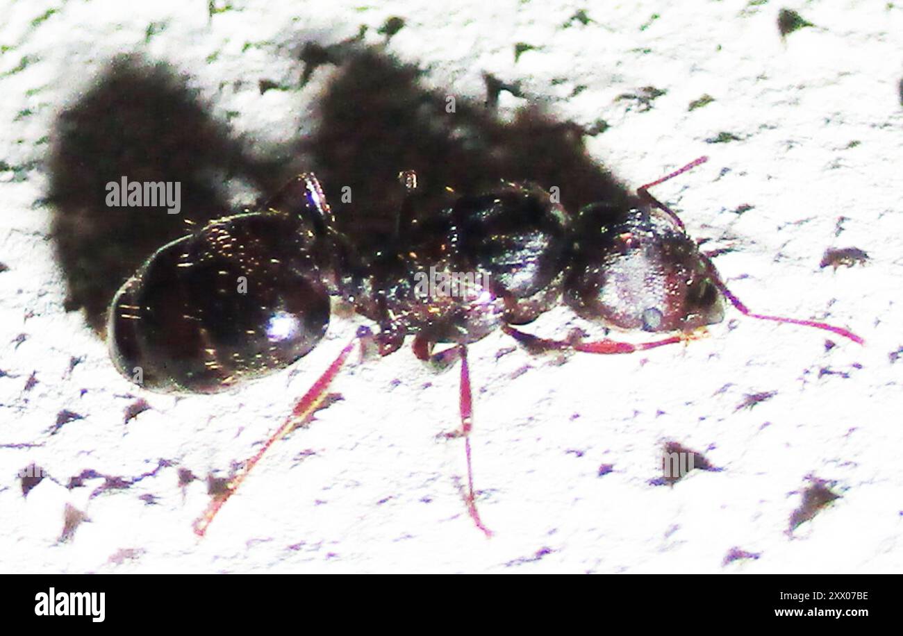 Thick-node House ant (Pheidole crassinoda) Insecta Stock Photo - Alamy