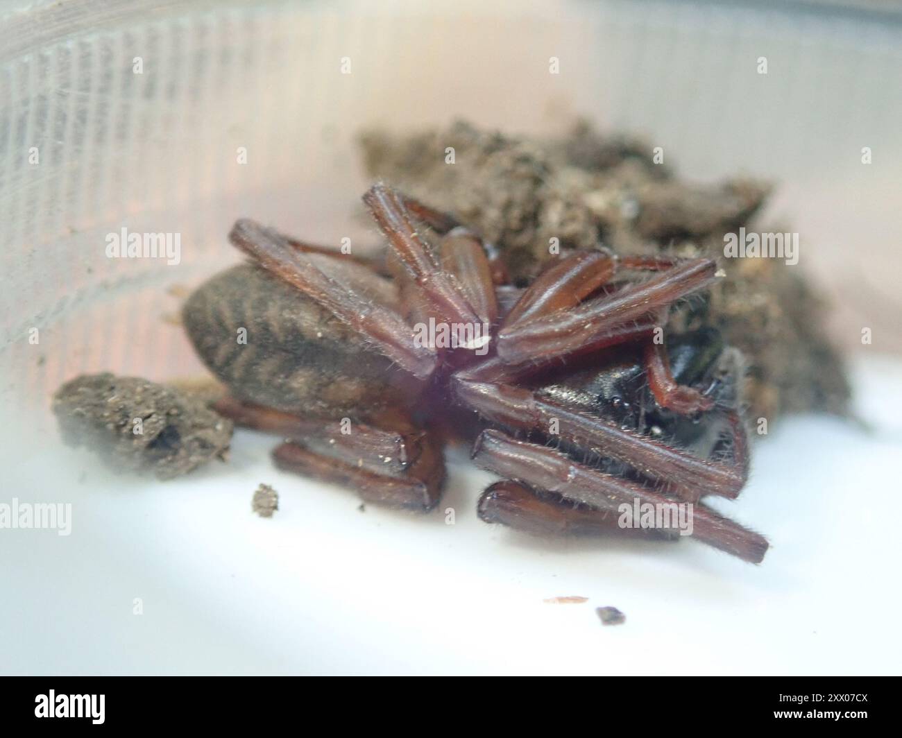 Spiders (Araneae) Arachnida Stock Photo - Alamy