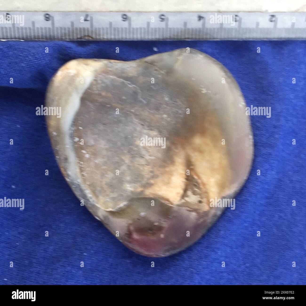 Northern Quahog (Mercenaria mercenaria) Mollusca Stock Photo - Alamy