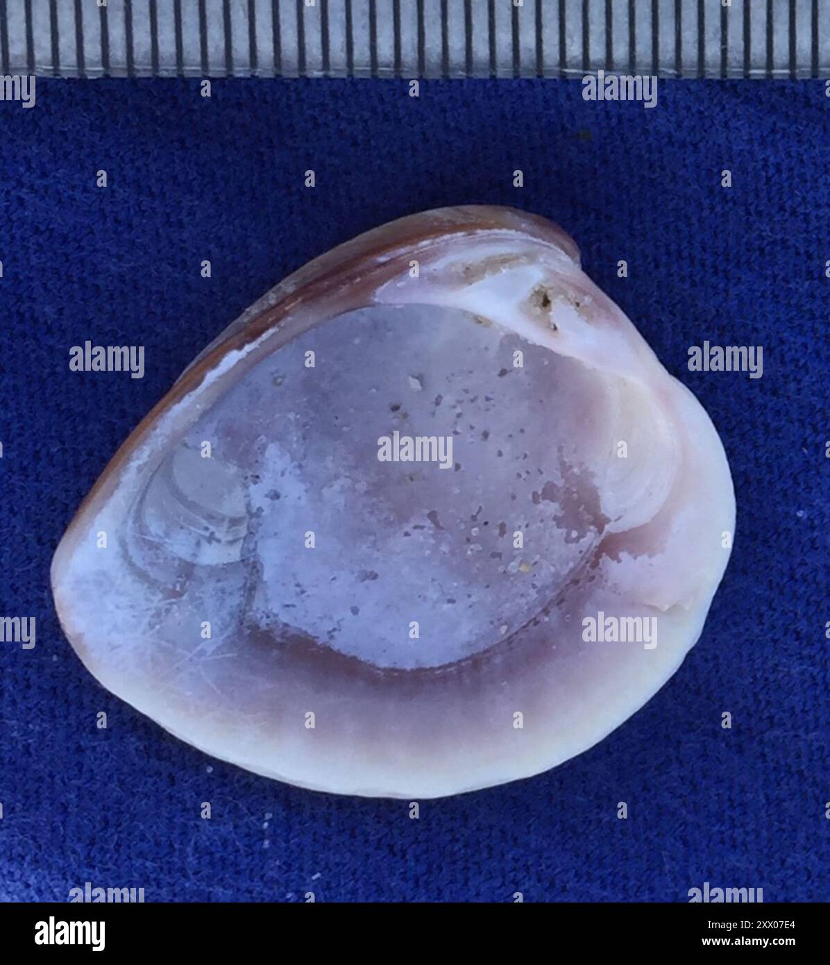 Cross-barred Venus (Chione elevata) Mollusca Stock Photo - Alamy