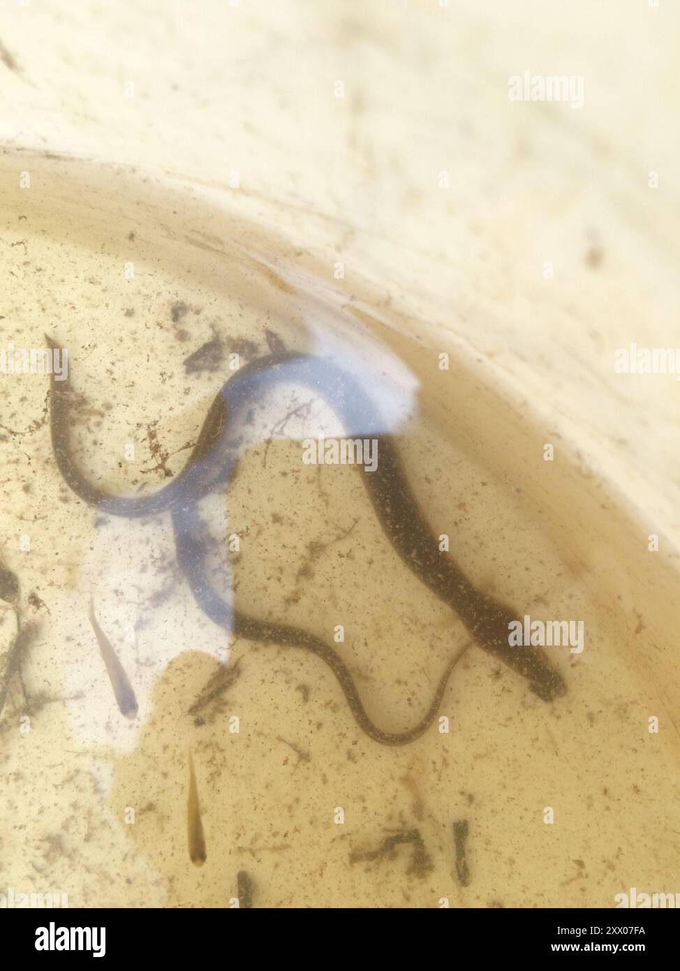 American Eel (Anguilla rostrata) Actinopterygii Stock Photo - Alamy