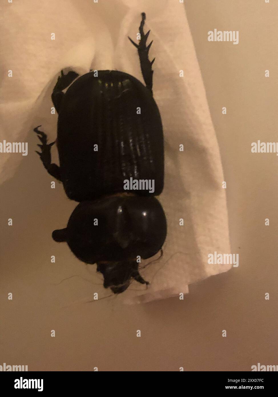 Triceratops Beetle (Phileurus truncatus) Insecta Stock Photo - Alamy