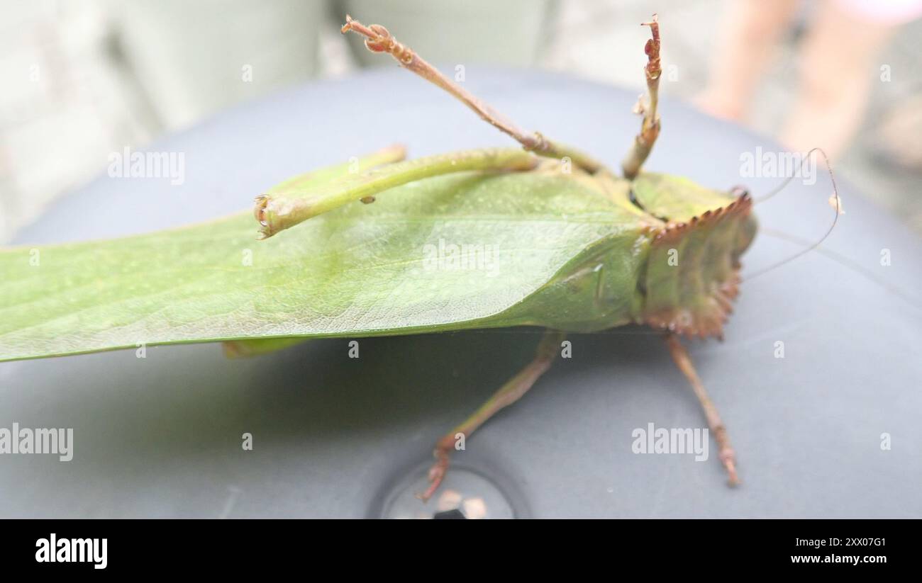 (Steirodon careovirgulatum) Insecta Stock Photo - Alamy