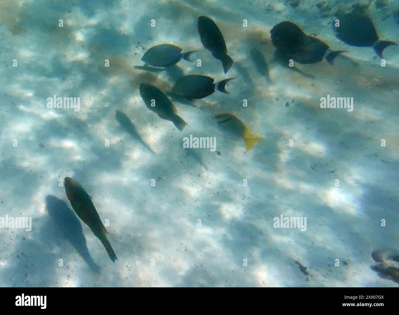 Surgeonfishes, Tangs, and Unicornfishes (Acanthuridae) Actinopterygii ...