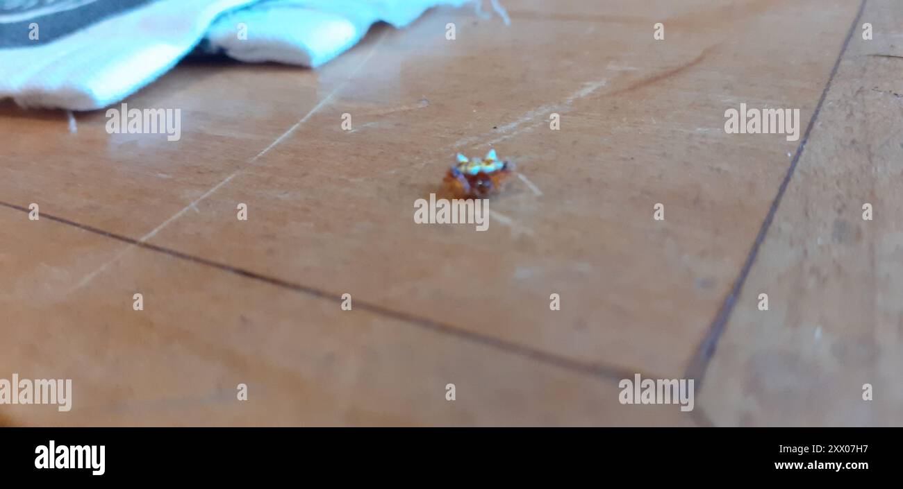 Two-spined spider (Poecilopachys australasia) Arachnida Stock Photo - Alamy