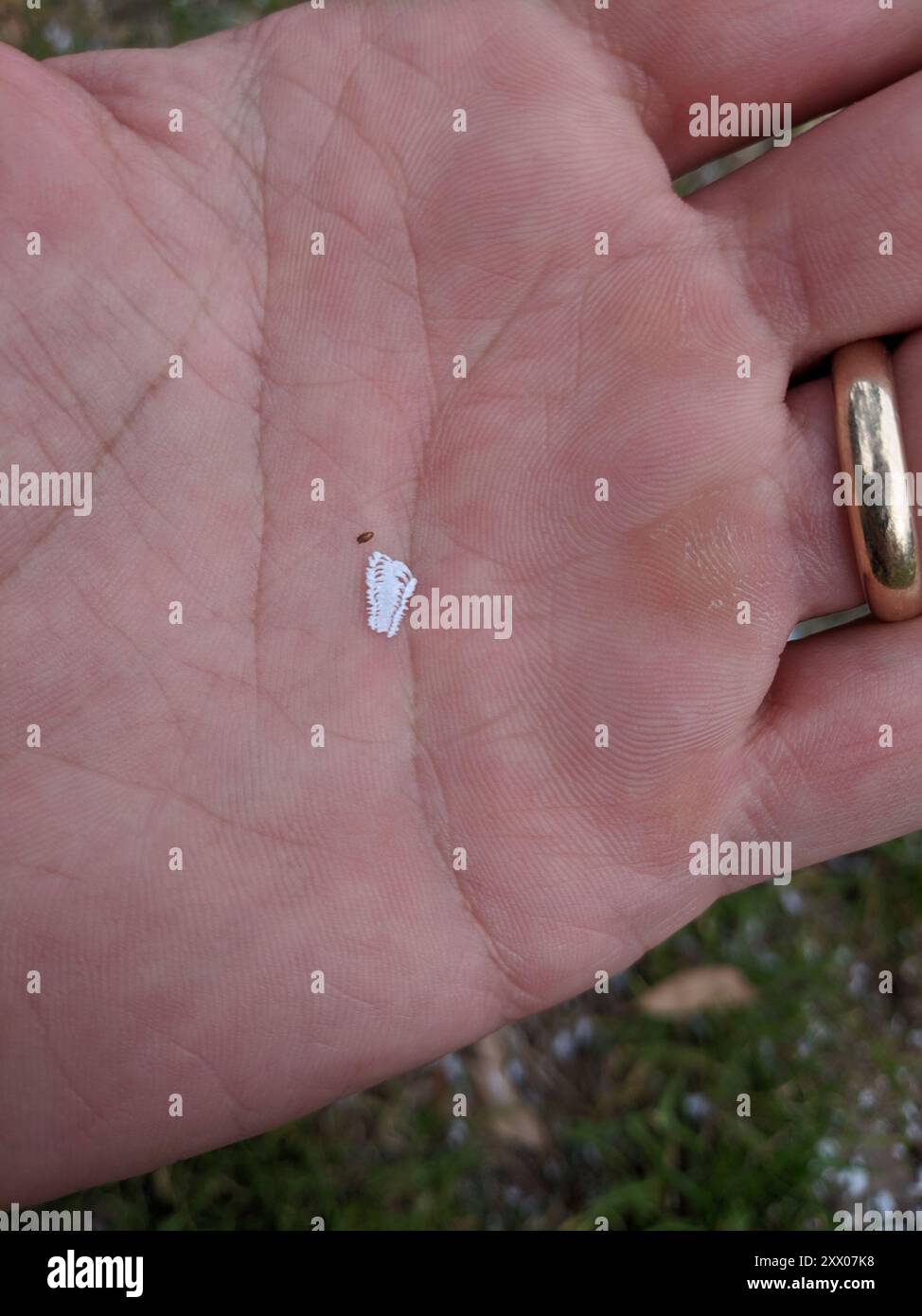 Spotted Gum Lerp Psyllid (Eucalyptolyma maideni) Insecta Stock Photo ...
