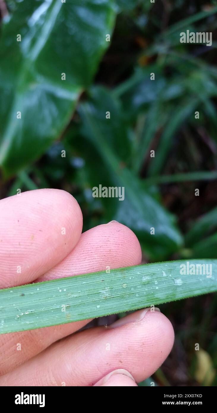 Kauai sawsedge (Gahnia vitiensis kauaiensis) Plantae Stock Photo - Alamy