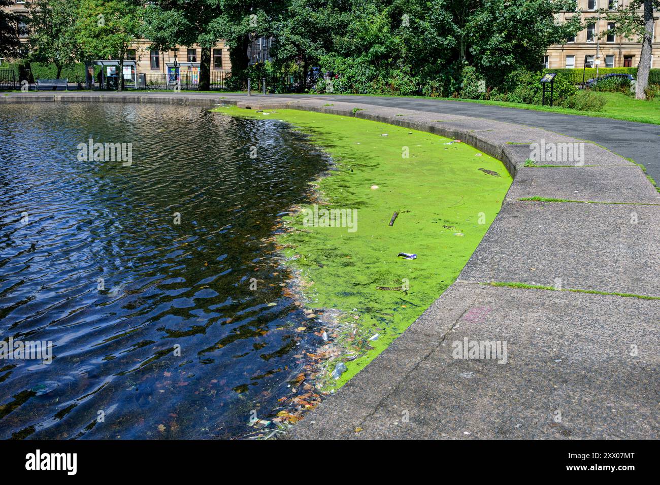 Algae on the surface of a pond in Queen's Park, Glasgow, Scotland, UK ...