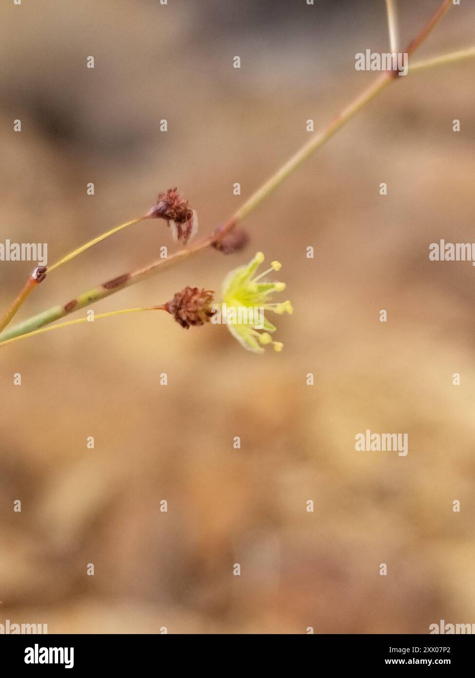 Desert Trumpet (Eriogonum inflatum) Plantae Stock Photo - Alamy