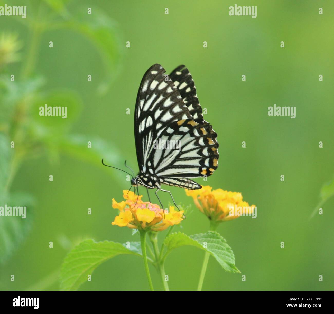 Common Mime Swallowtail (Papilio clytia) Insecta Stock Photo - Alamy