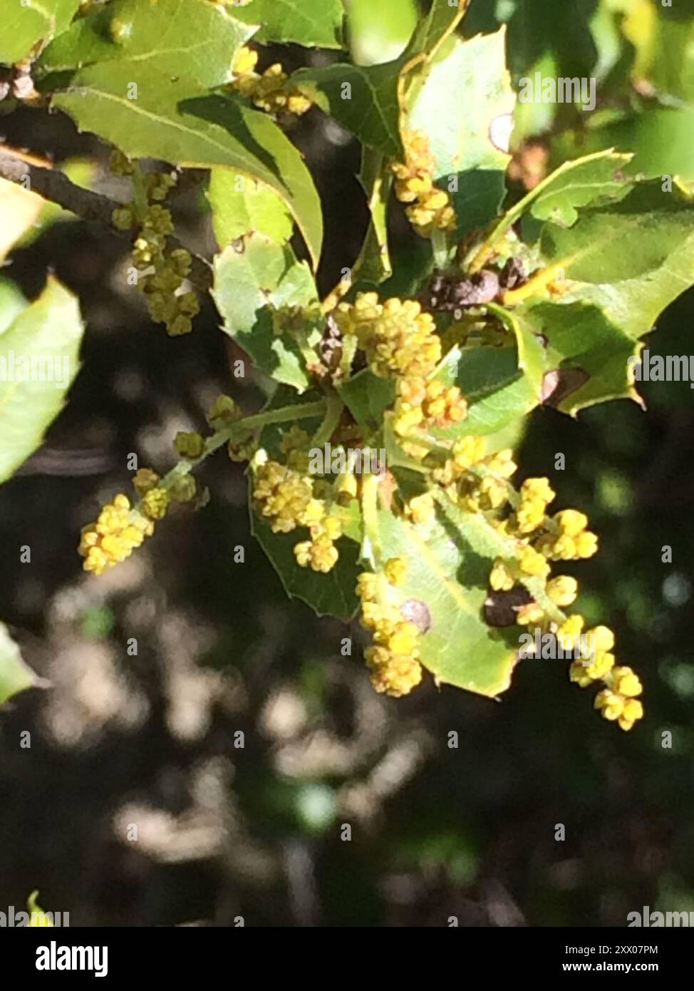 Kermes oak (Quercus coccifera) Plantae Stock Photo - Alamy
