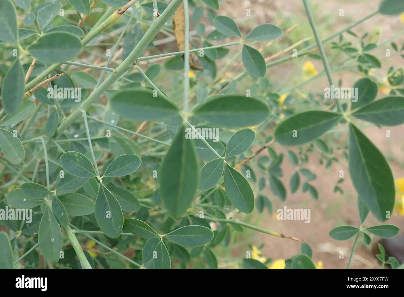 Large Rattlepod (Crotalaria laburnifolia australis) Plantae Stock Photo ...