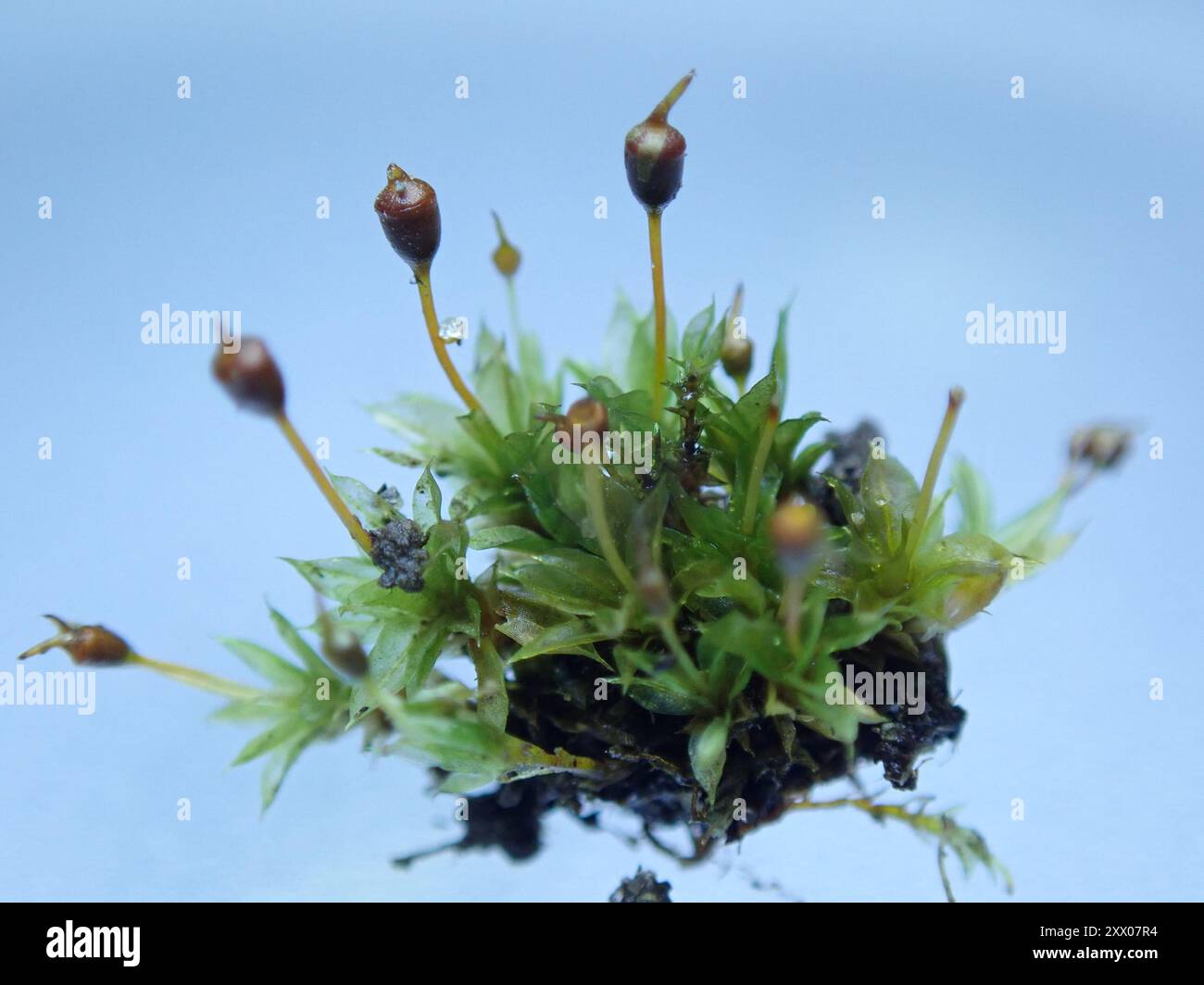 Common Pottia (Tortula truncata) Plantae Stock Photo - Alamy
