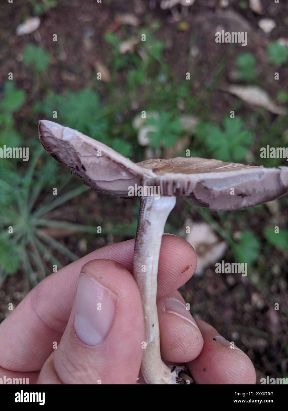 Brittlestems (Psathyrella) Fungi Stock Photo - Alamy
