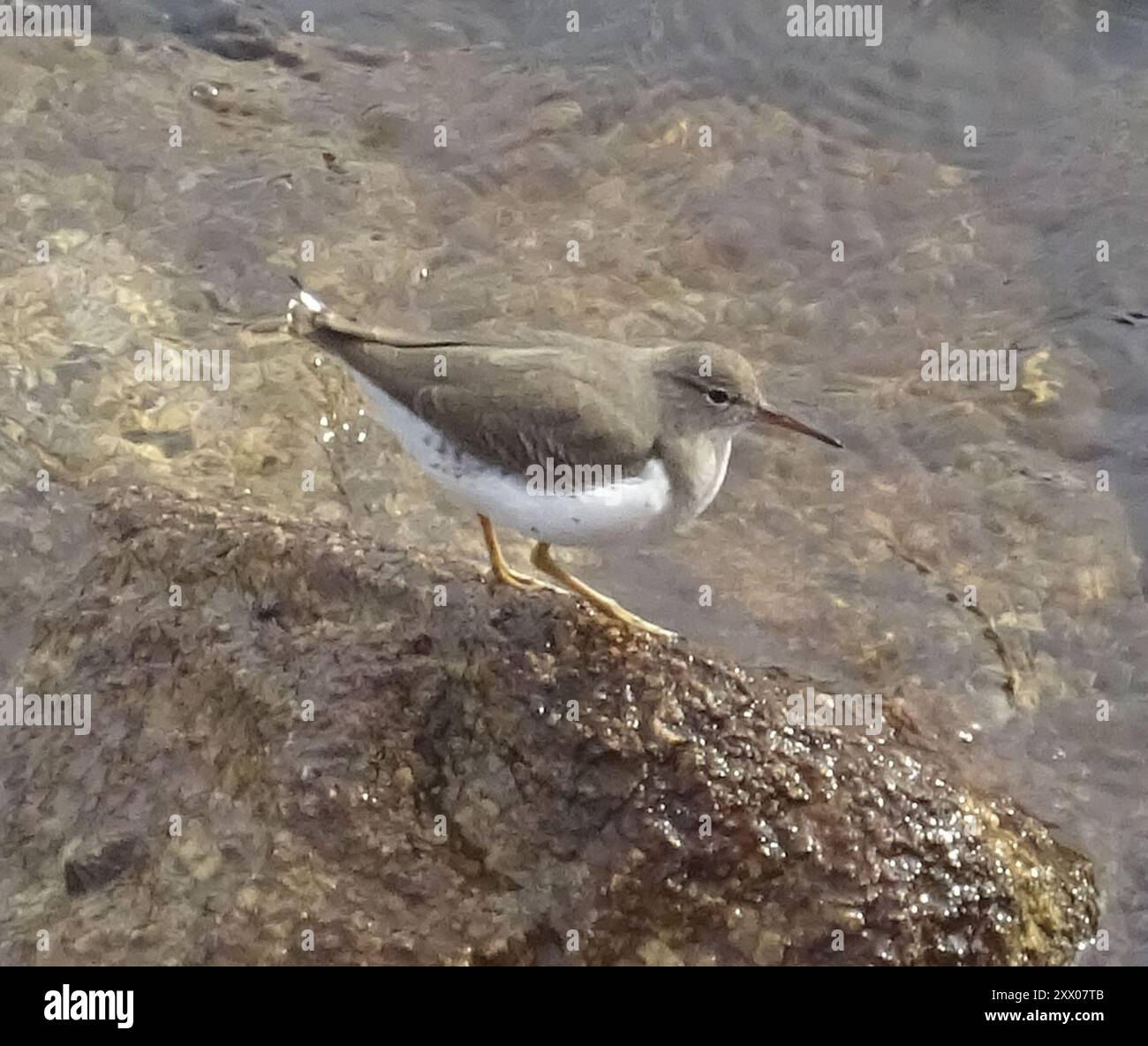 Spotted Sandpiper (Actitis macularius) Aves Stock Photo - Alamy