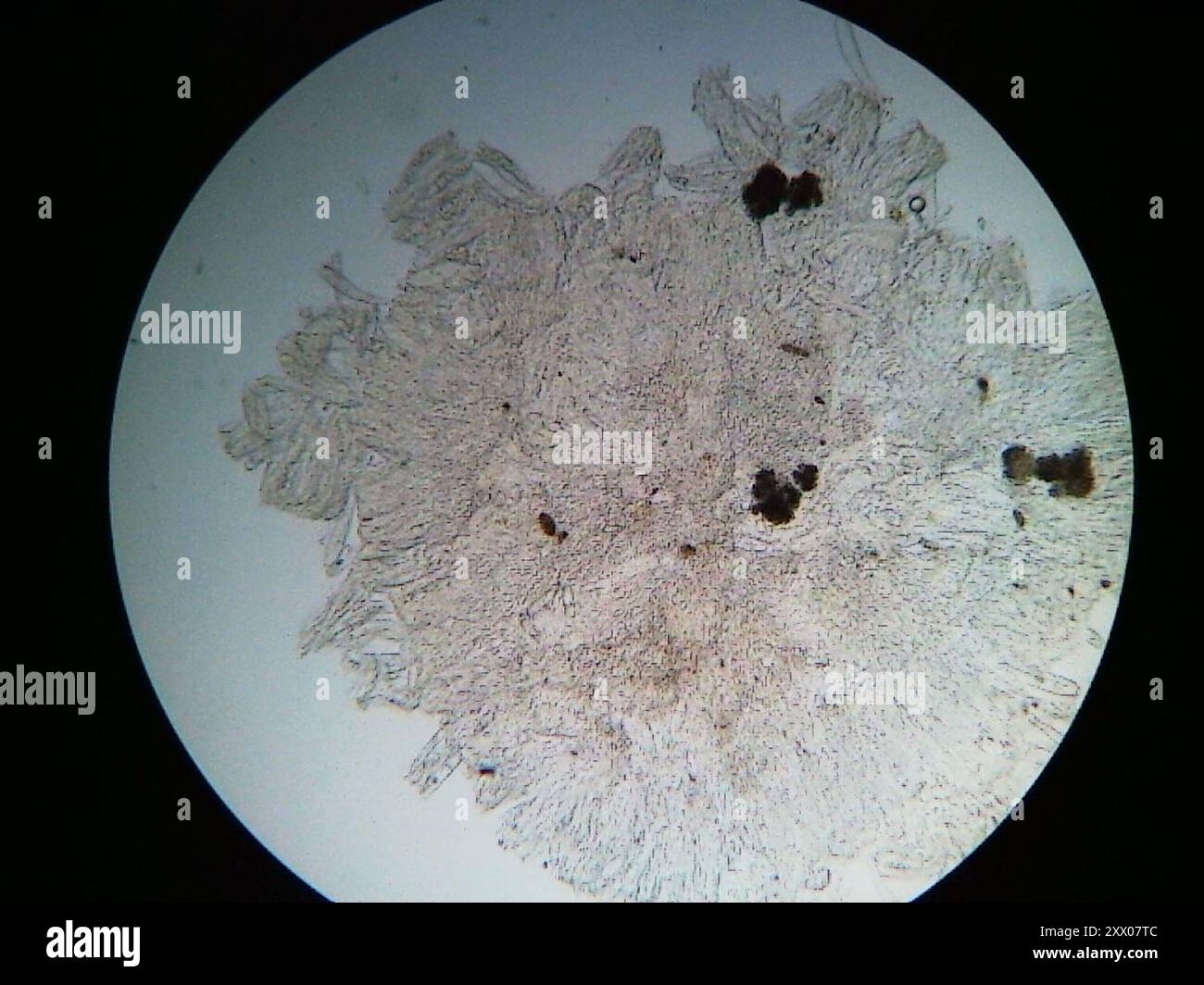Operculate Ascomycetes (Pezizomycetes) Fungi Stock Photo - Alamy