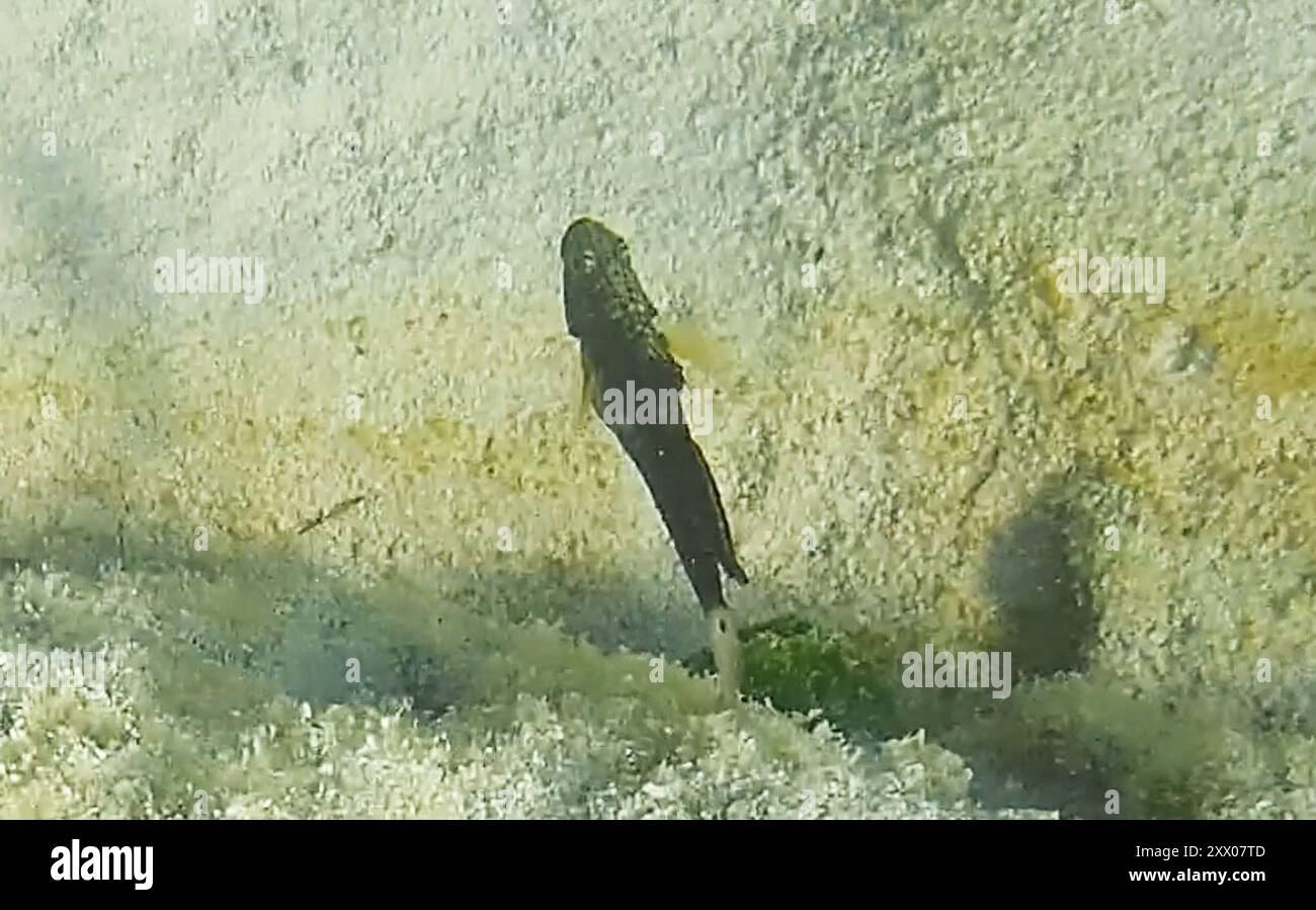 Whitebarred Goby (Amblygobius phalaena) Actinopterygii Stock Photo - Alamy
