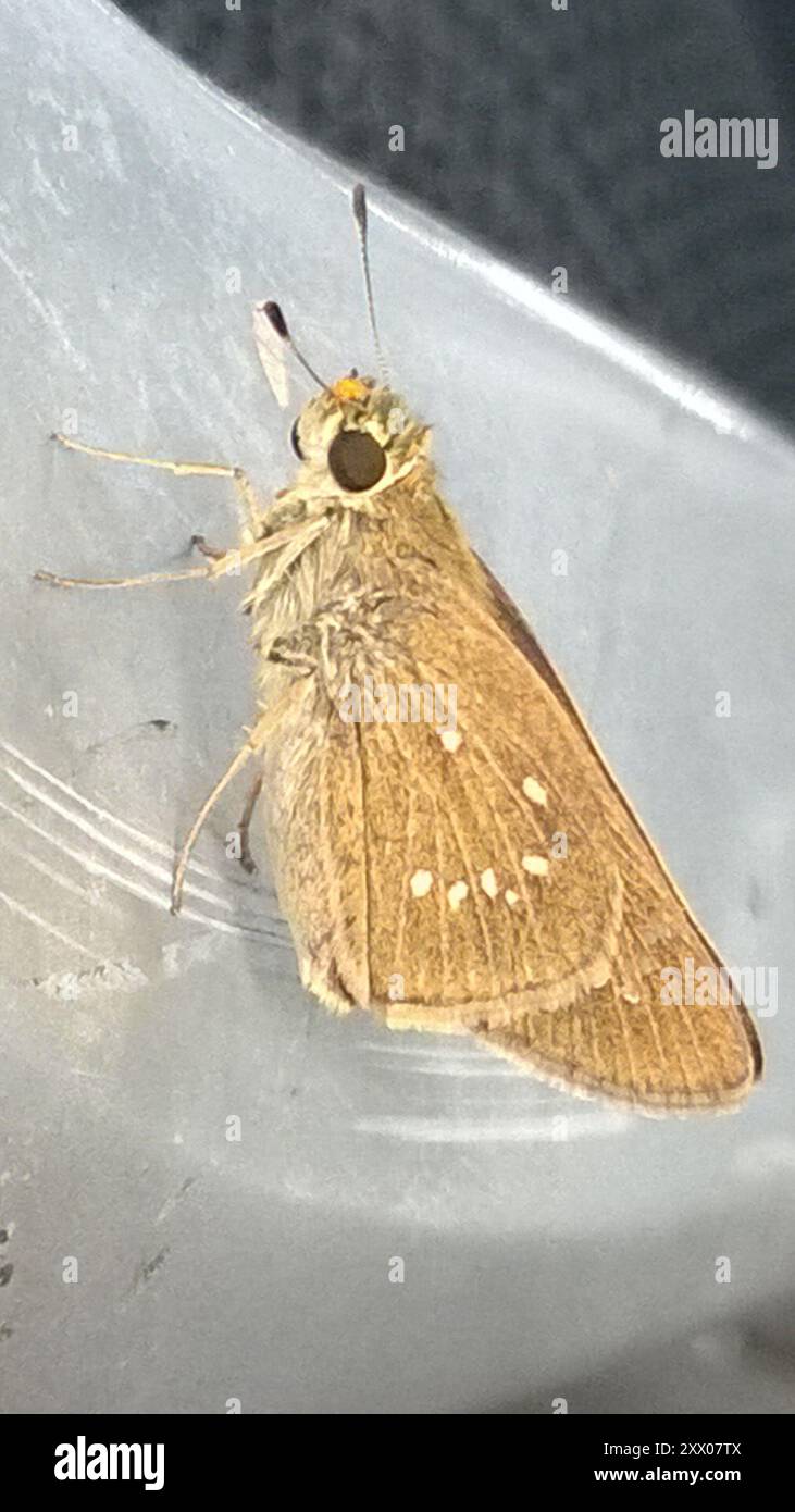 Small Branded Swift (Pelopidas mathias) Insecta Stock Photo - Alamy