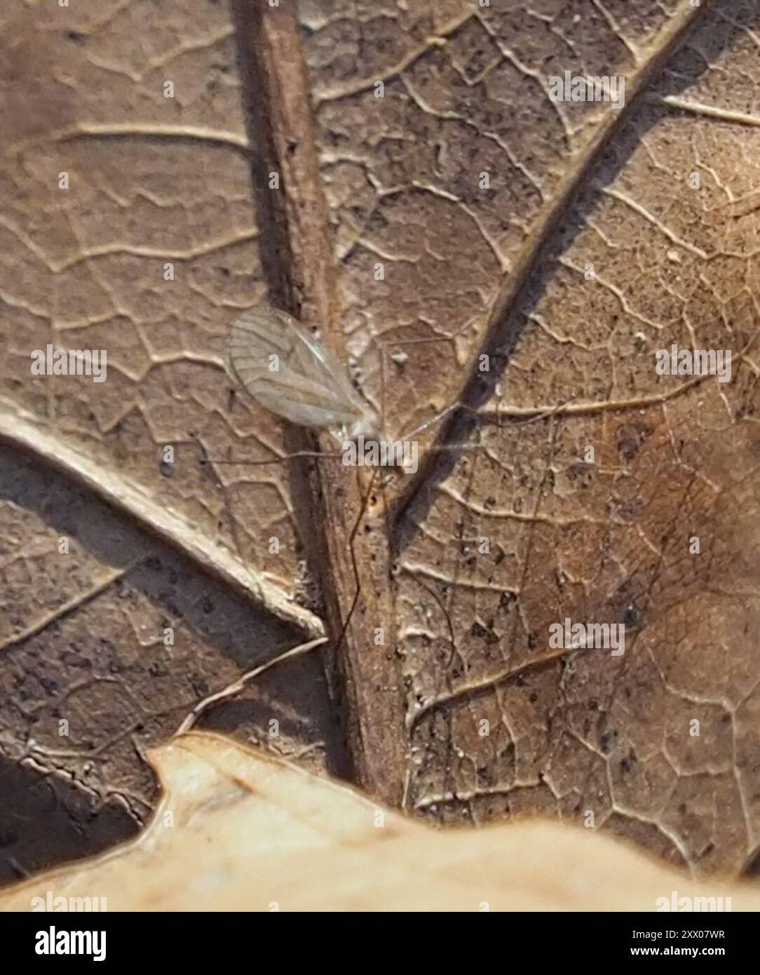 Winter Crane Flies (Trichoceridae) Insecta Stock Photo - Alamy