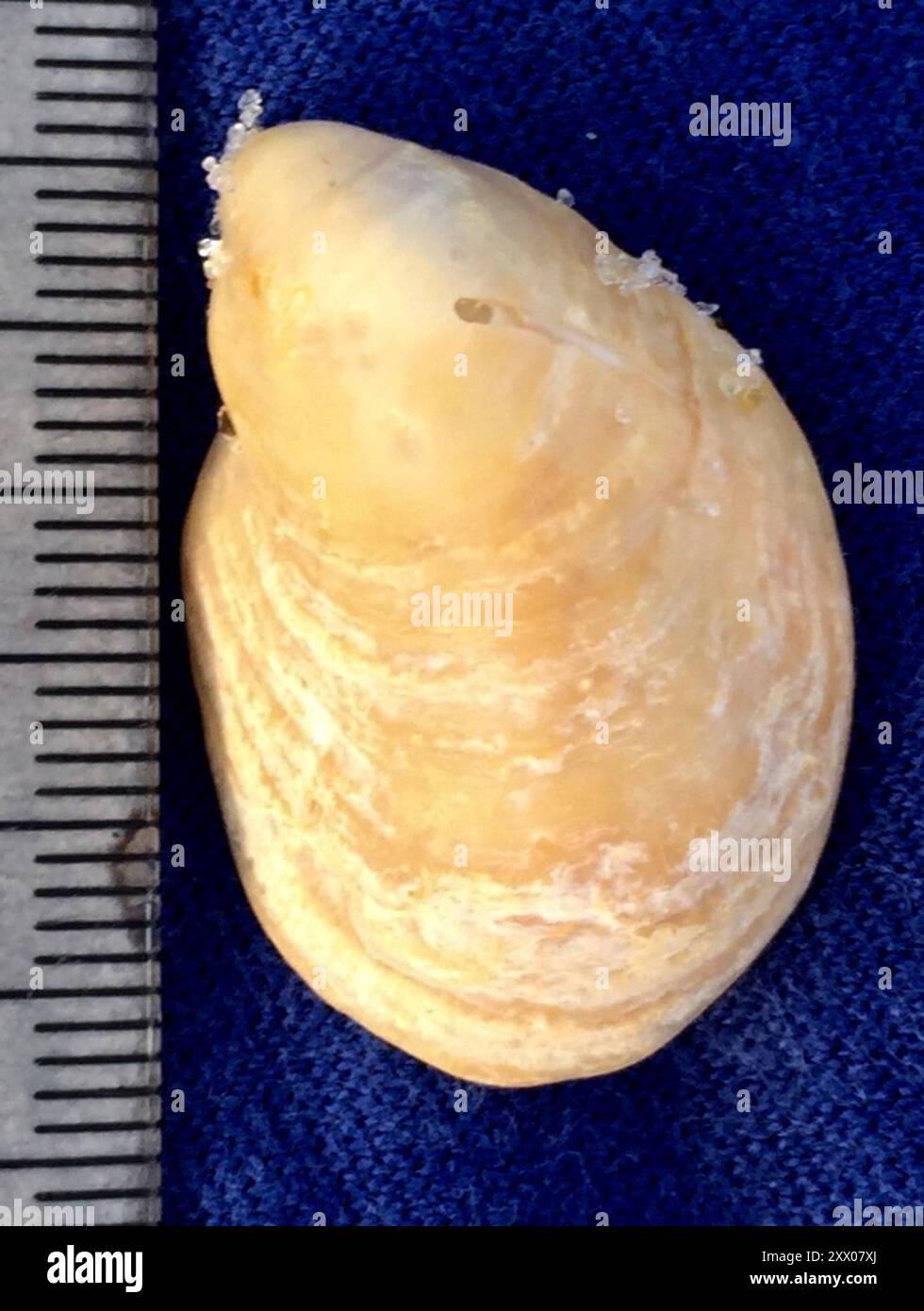 Common Atlantic Slippersnail (Crepidula fornicata) Mollusca Stock Photo ...