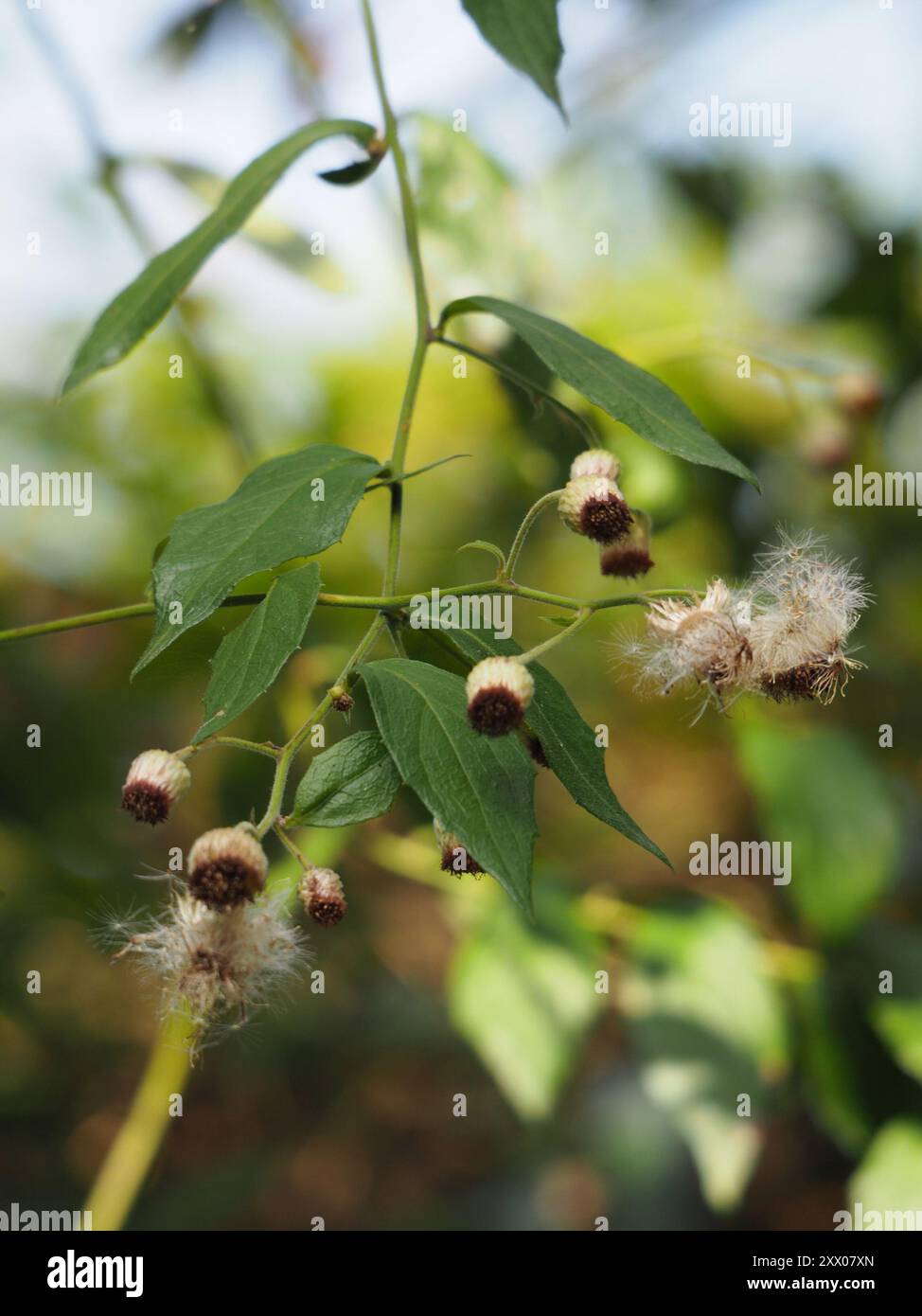 Big-flowered Blumea (Blumea megacephala) Plantae Stock Photo - Alamy