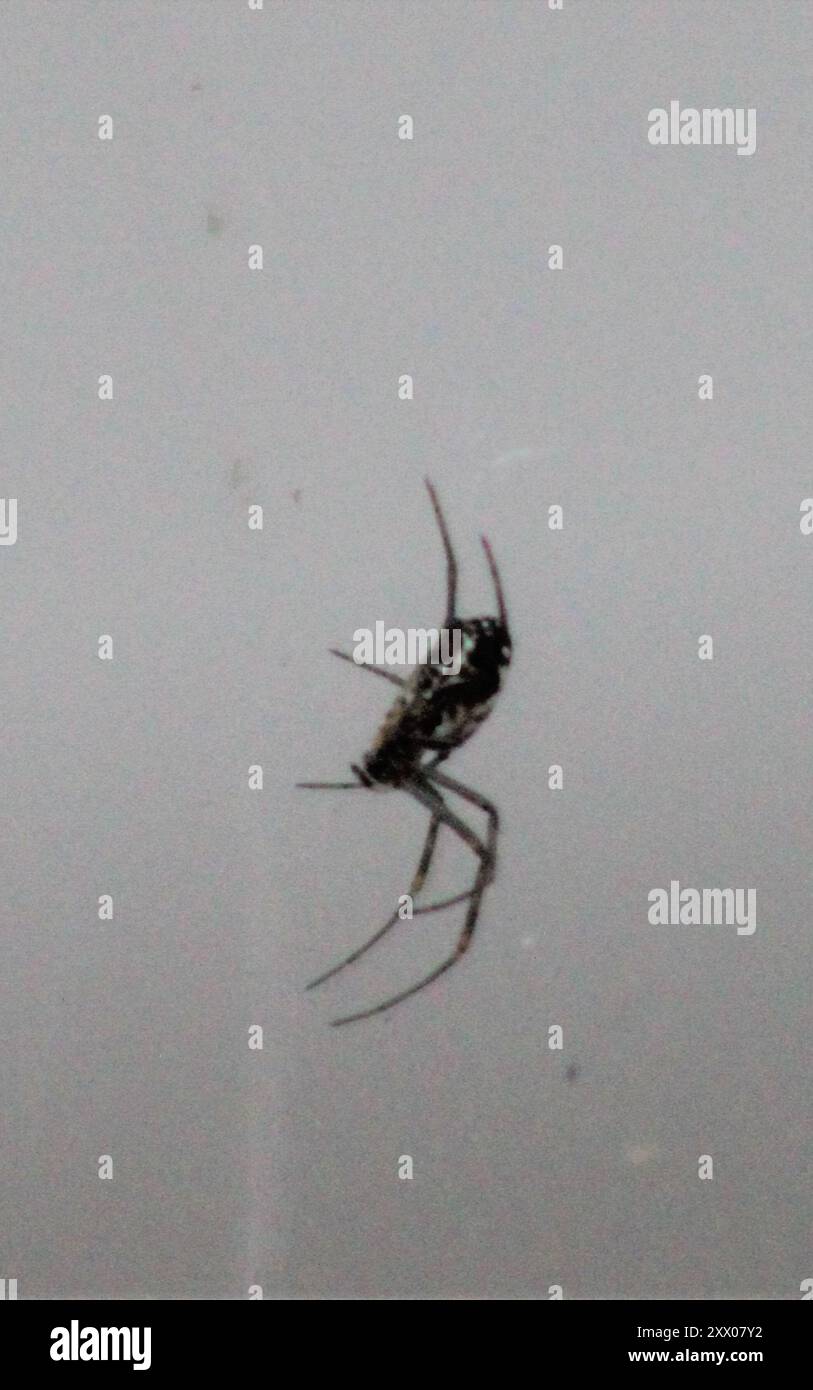 Tiger Spider (Trichonephila plumipes) Arachnida Stock Photo - Alamy