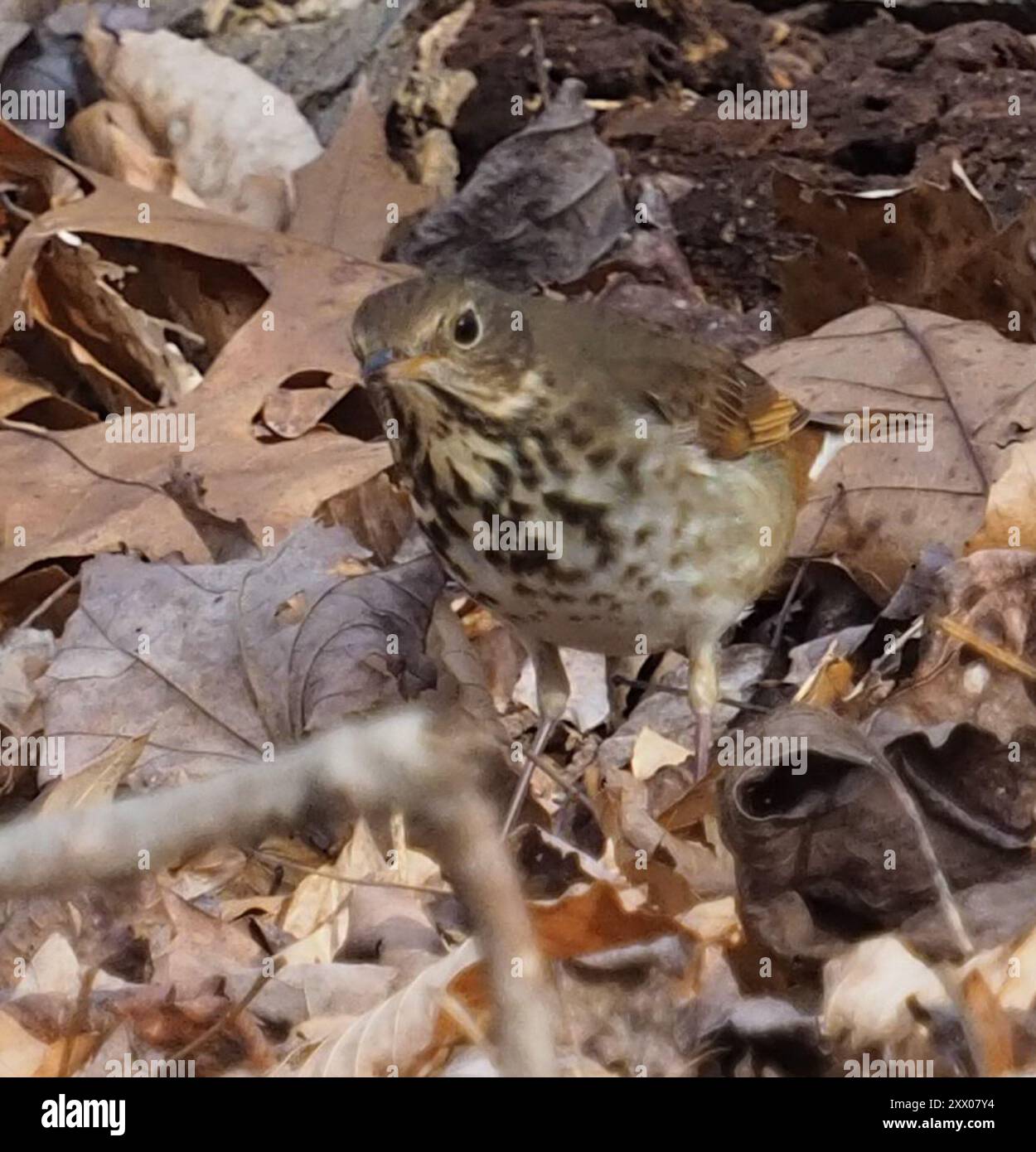 Hermit Thrush (Catharus guttatus) Aves Stock Photo - Alamy
