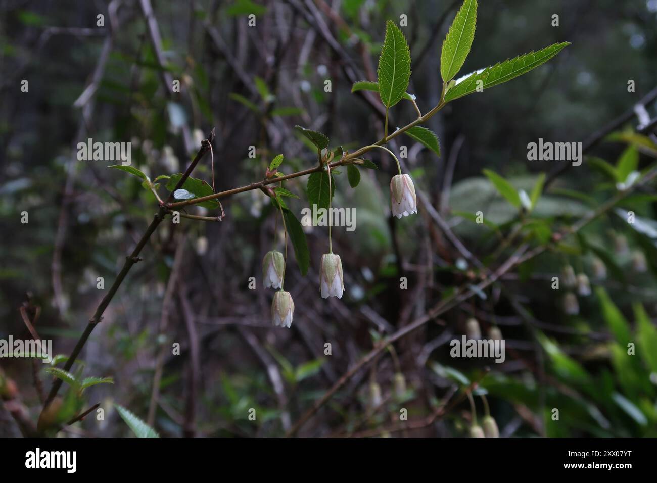 heart berry (Aristotelia peduncularis) Plantae Stock Photo - Alamy