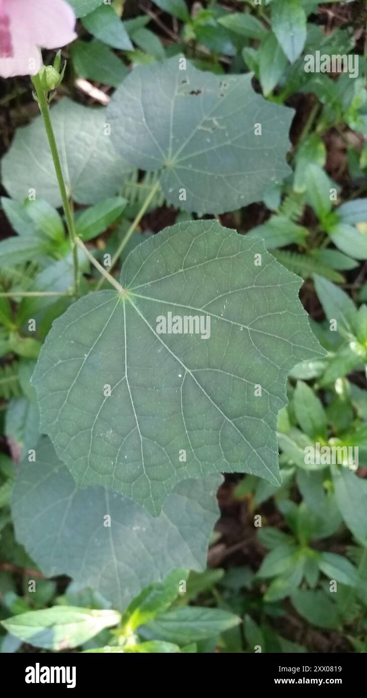 Caesar weed (Urena lobata) Plantae Stock Photo - Alamy