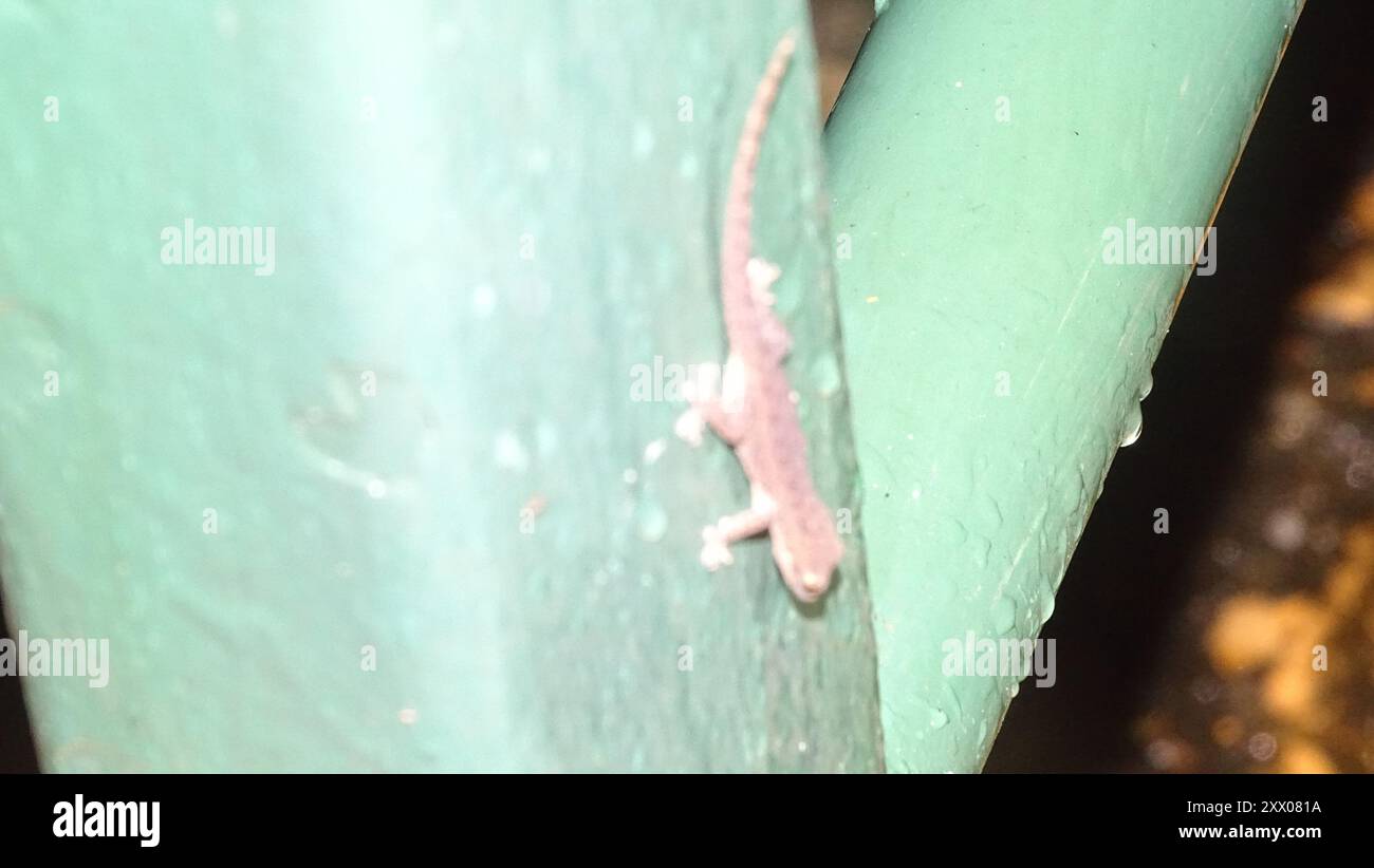 Asian House Gecko (Hemidactylus frenatus) Reptilia Stock Photo - Alamy