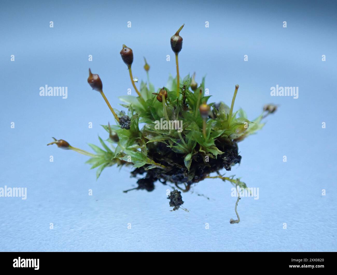 Common Pottia (Tortula truncata) Plantae Stock Photo - Alamy