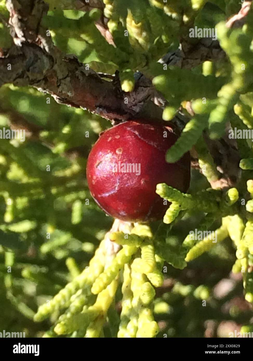 Mediterranean juniper (Juniperus turbinata) Plantae Stock Photo - Alamy