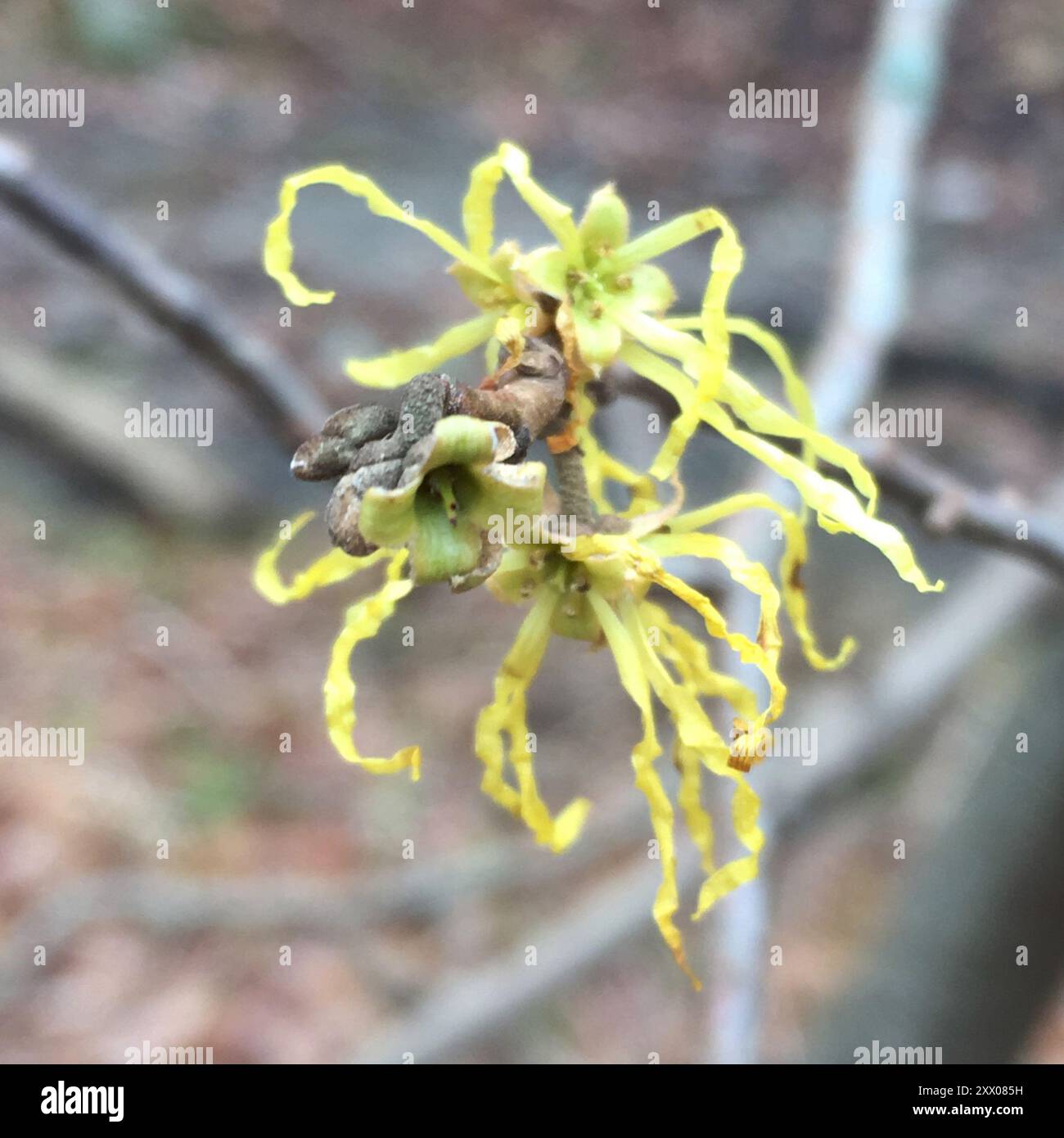 american witch-hazel (Hamamelis virginiana) Plantae Stock Photo - Alamy
