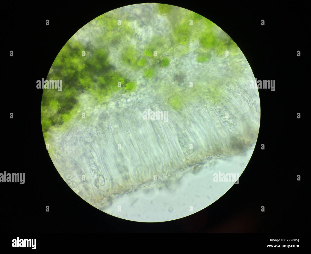 Sambuci hi-res stock photography and images - Alamy