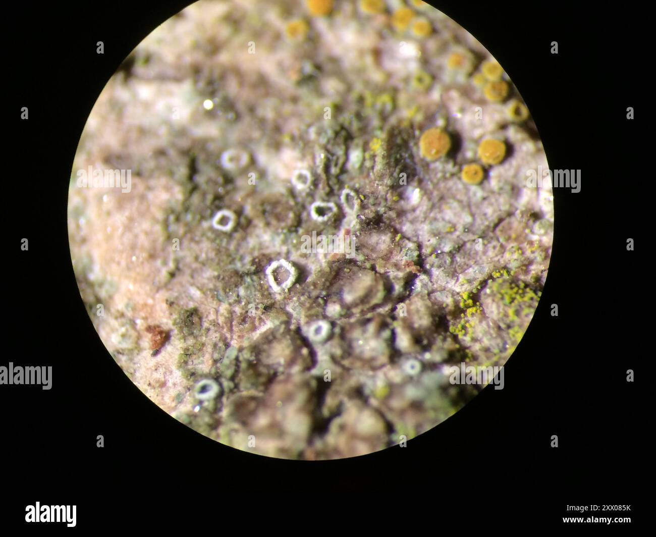 (Myriolecis sambuci) Fungi Stock Photo - Alamy