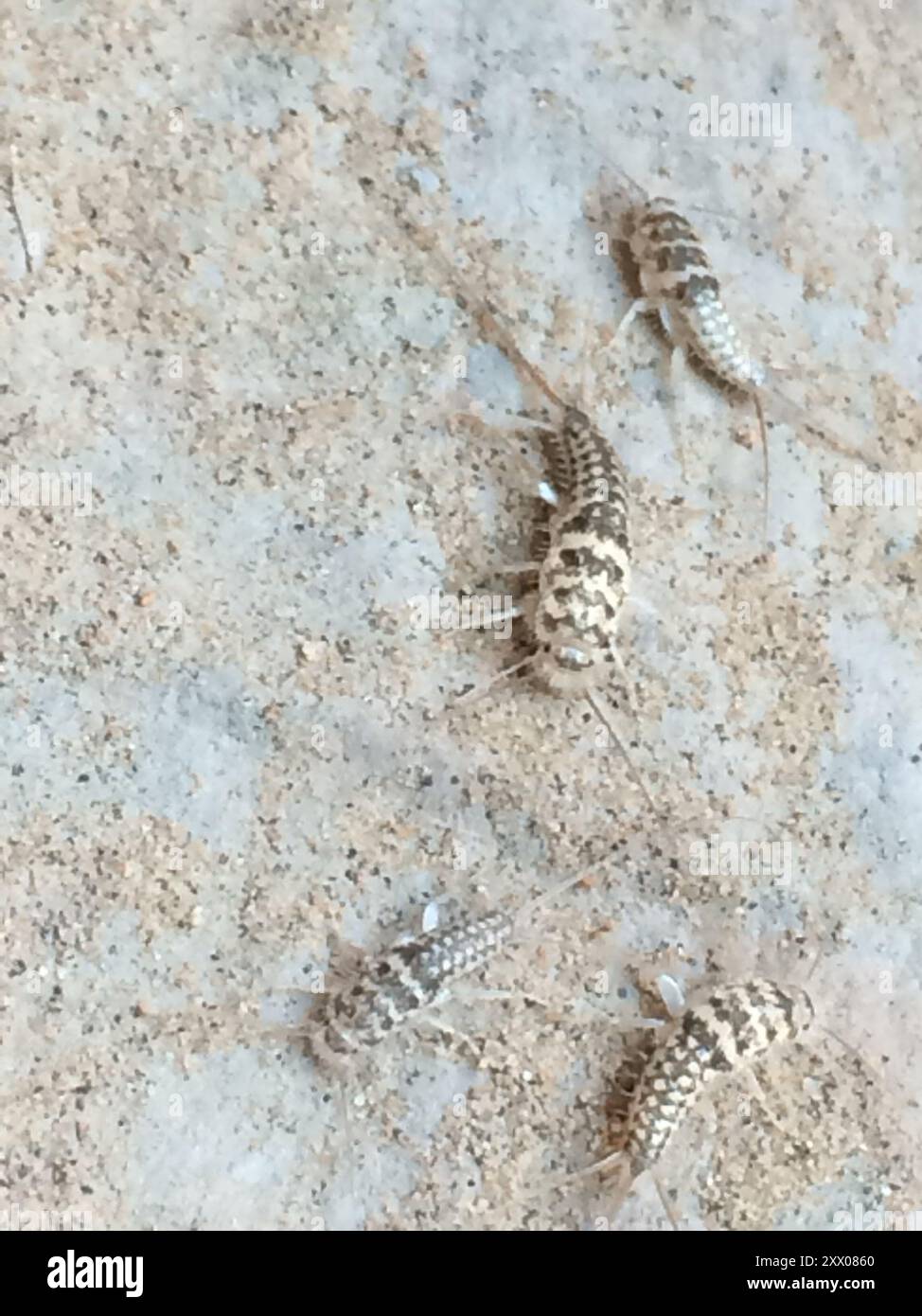 (Leucolepisma arenarium) Insecta Stock Photo - Alamy