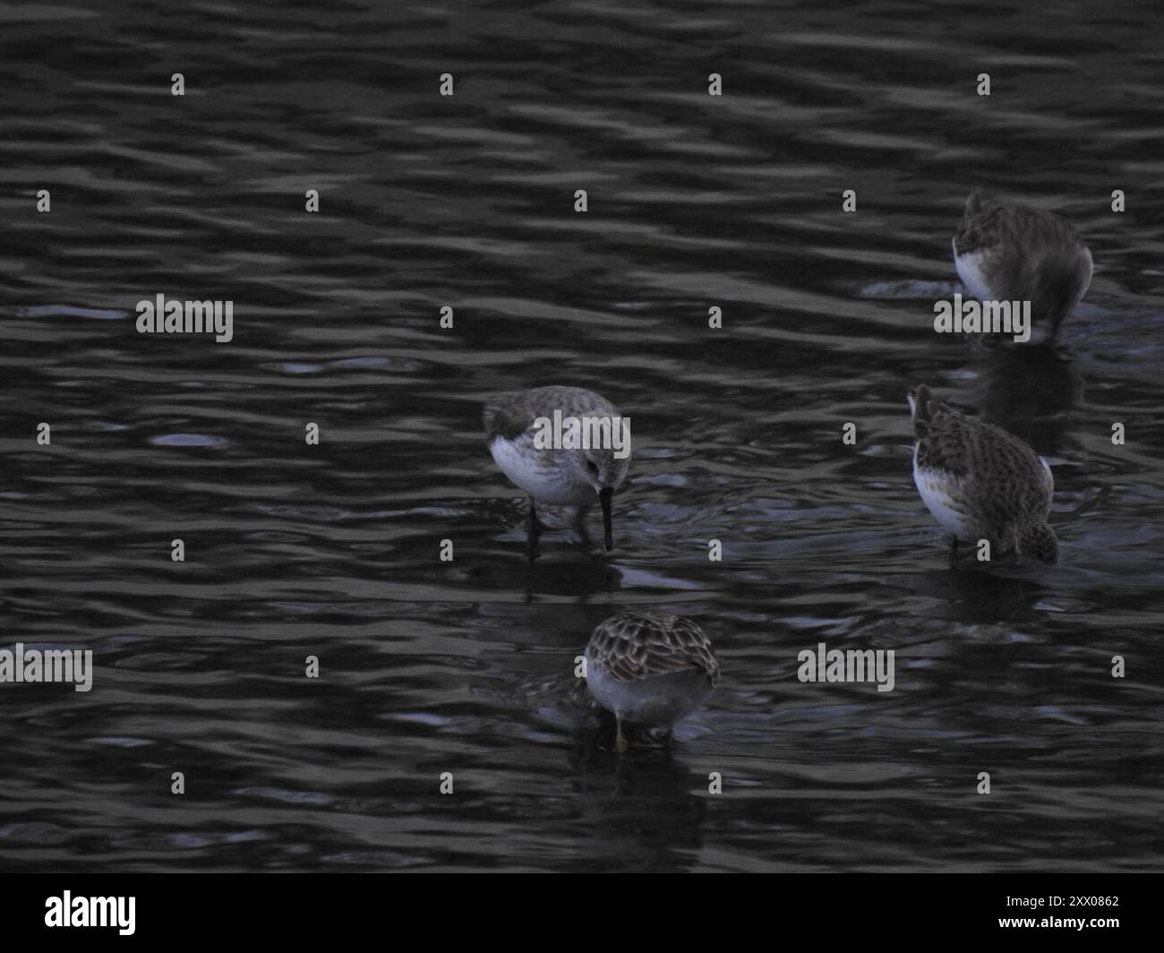 Western Sandpiper (Calidris mauri) Aves Stock Photo - Alamy