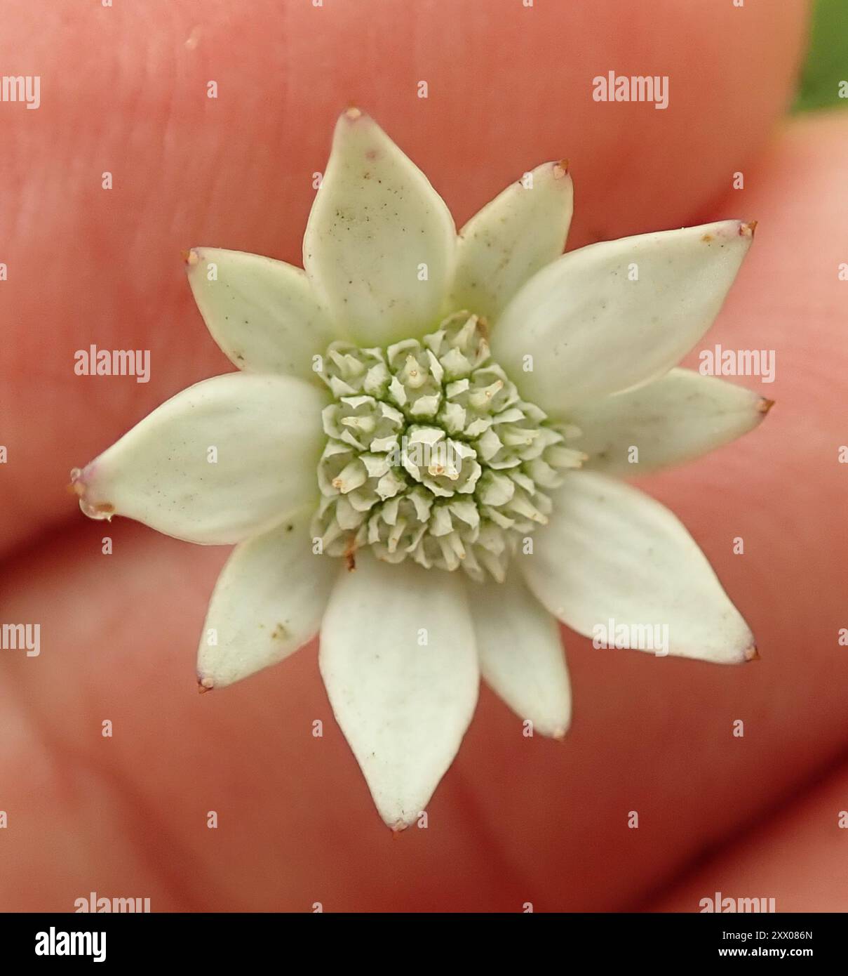 Fivefive Ministar (Alepidea peduncularis) Plantae Stock Photo - Alamy