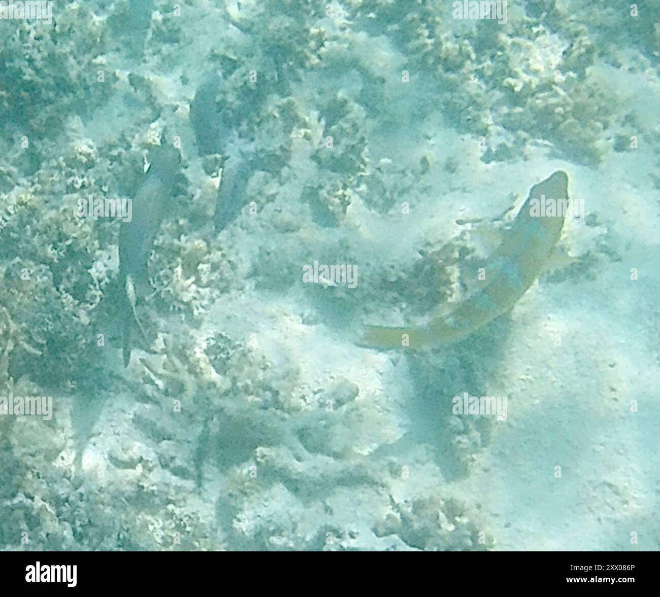 Rabbitfishes (Siganus) Actinopterygii Stock Photo - Alamy