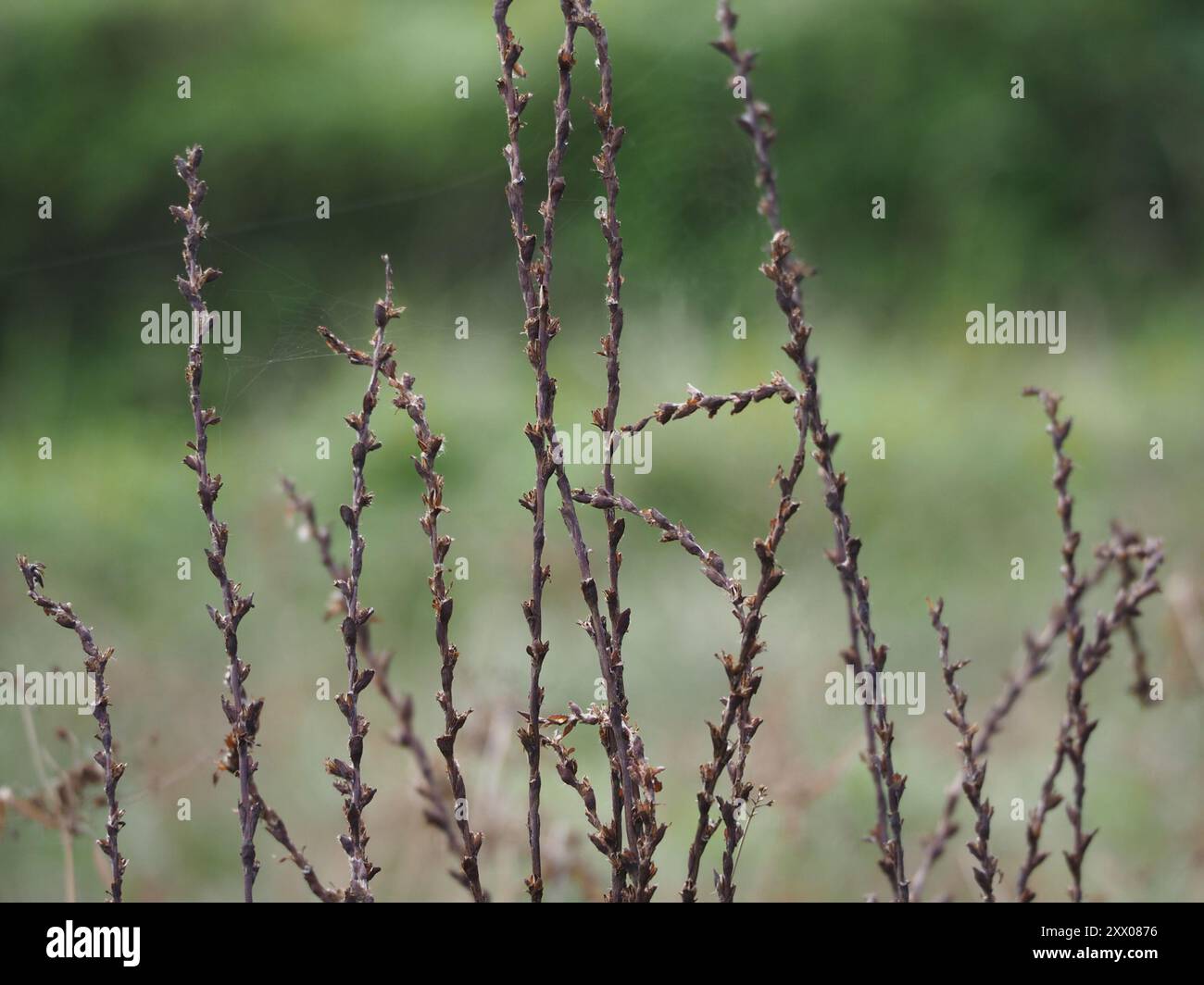 woolly frog's-mouth (Philydrum lanuginosum) Plantae Stock Photo - Alamy
