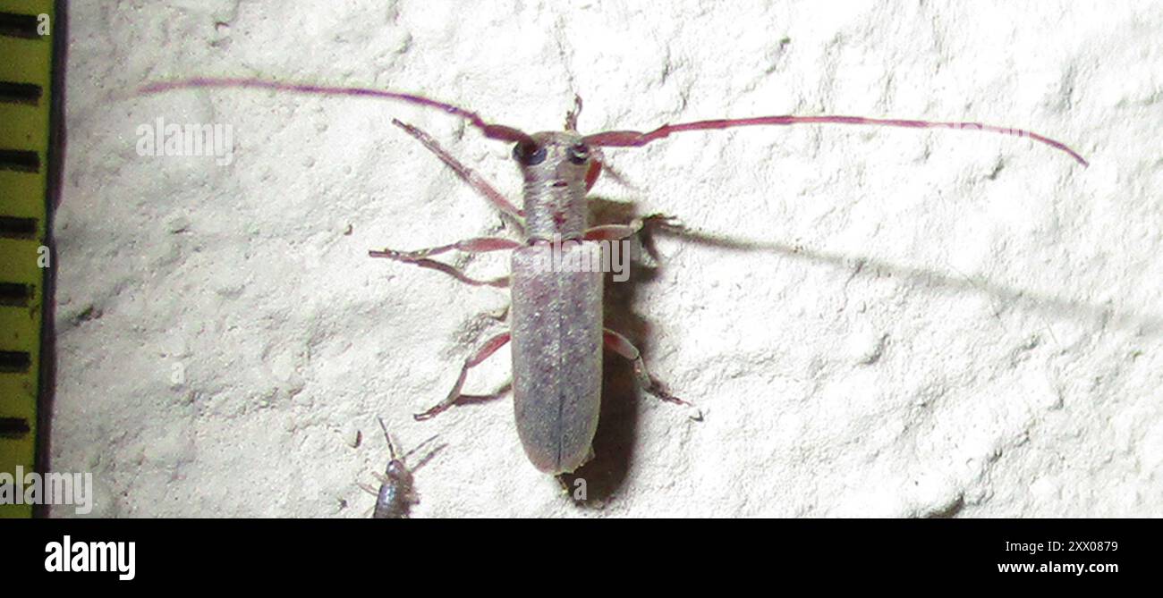 (Eunidia angolana) Insecta Stock Photo - Alamy