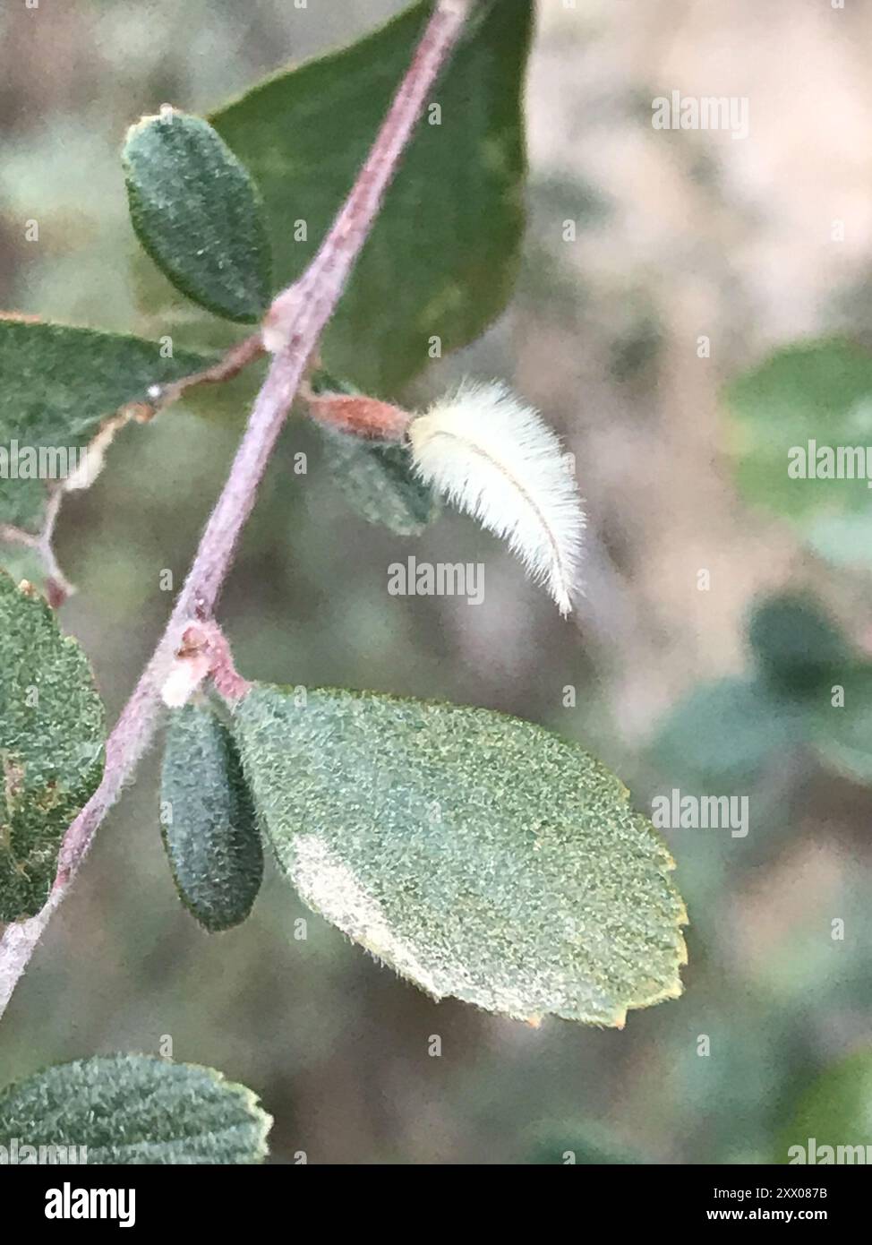 Alderleaf Mountain Mahogany (Cercocarpus montanus) Plantae Stock Photo ...